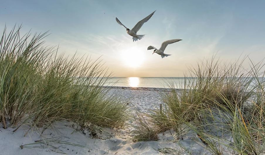 Newport Beach Boat Rental | Exploring Oceanic Birds